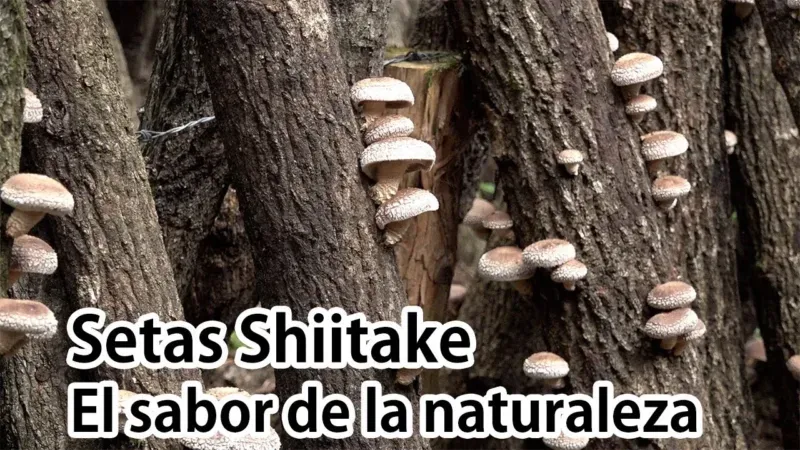 Descubre los beneficios de las setas Shiitake y su delicioso sabor ...